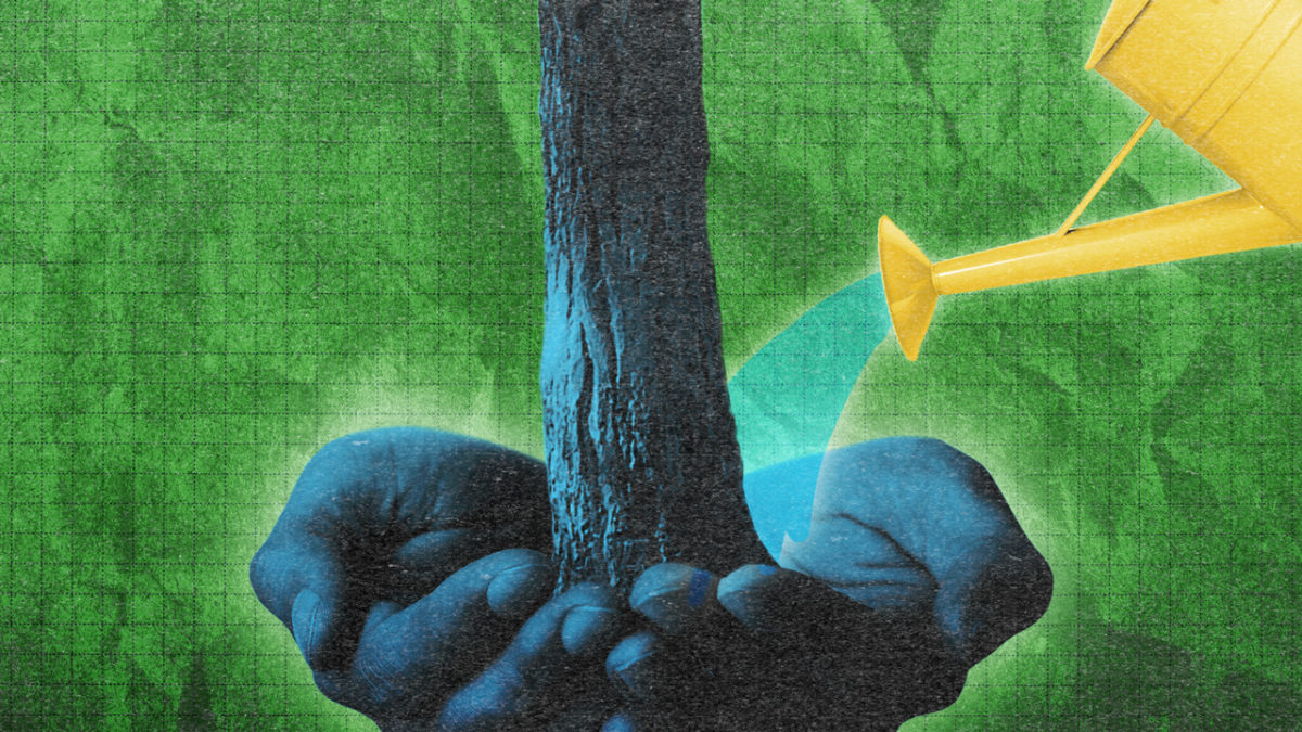 Timberland Pledges To Plant 50 Million Trees In Latest Campaign Merging ...